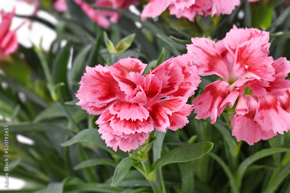 Flower of pink Dianthus plant Stock Photo | Adobe Stock