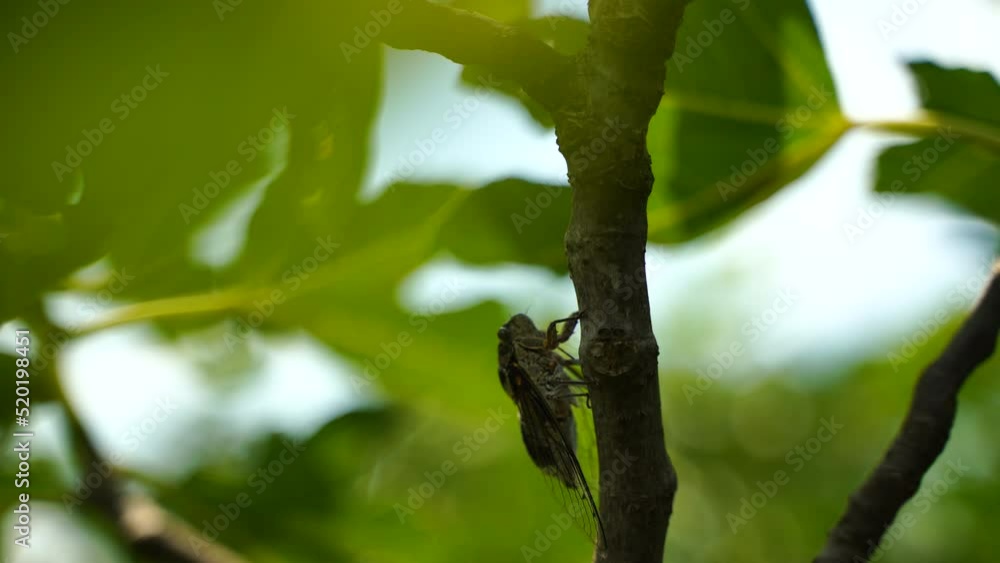 Vídeo do Stock: 4K footage of the intense buzzing of cicadas. A cicada ...