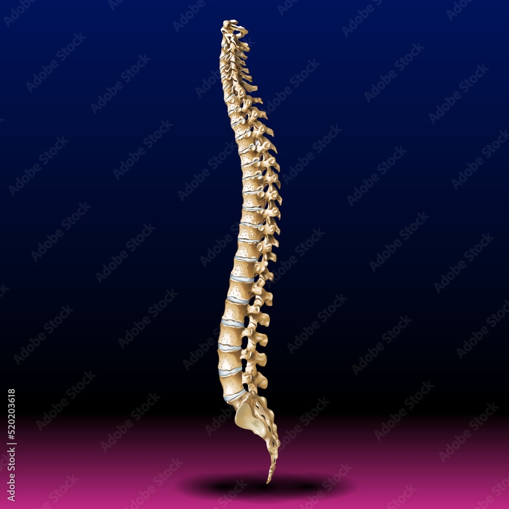 Back Bone - Vertebrae - Spine - Tailbone - Medical - Health - Graphic ...