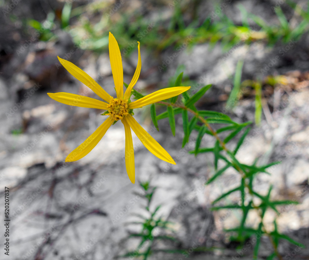 Florida false sunflower - Phoebanthus grandiflorus - Florida endemic ...