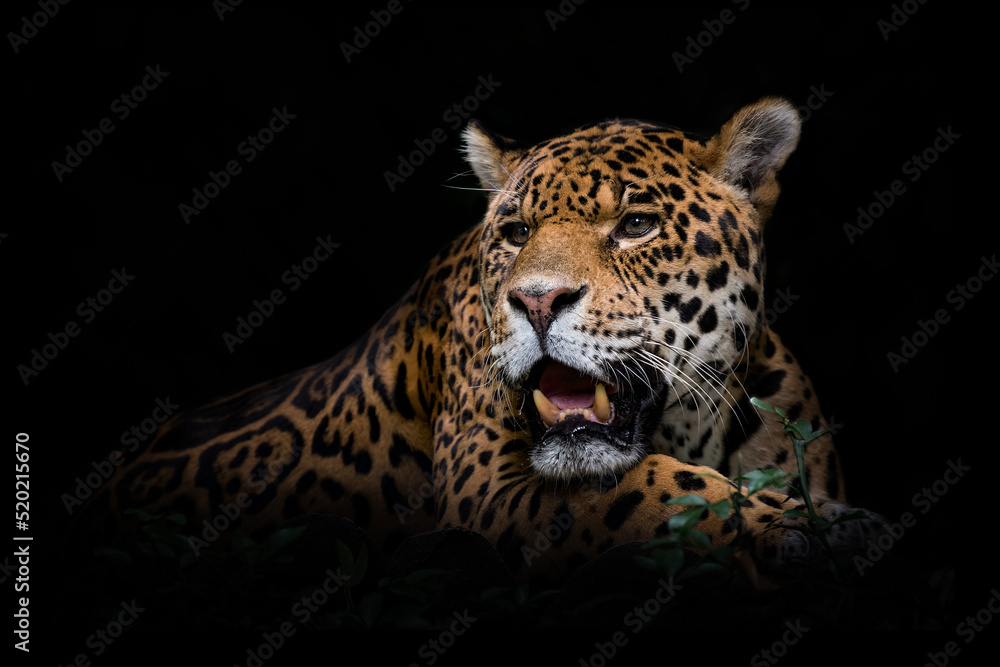 Jaguar (Panthera onca), with a beautiful dark background. Colourful ...