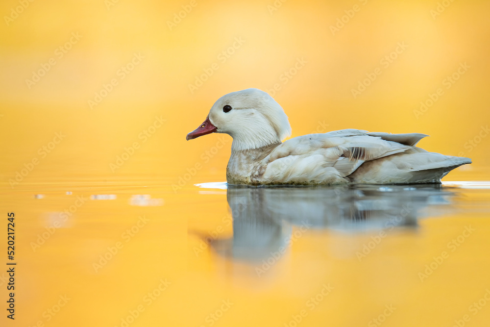 Mandarin duck (Aix galericulata) white morph, with a beautiful yellow ...