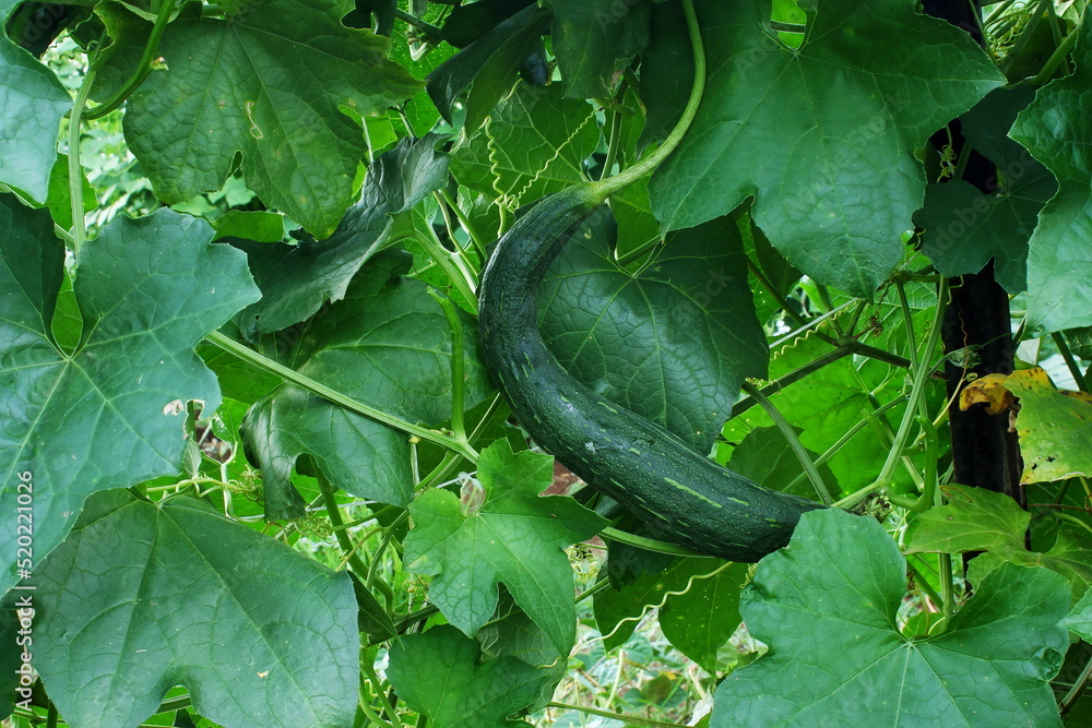 snake gourd or sponge gourd also known in india as galka,turiya,lufa on ...