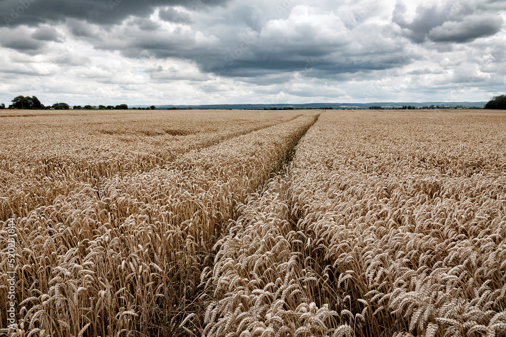 Wheat field in Ukraine Stock-Foto | Adobe Stock