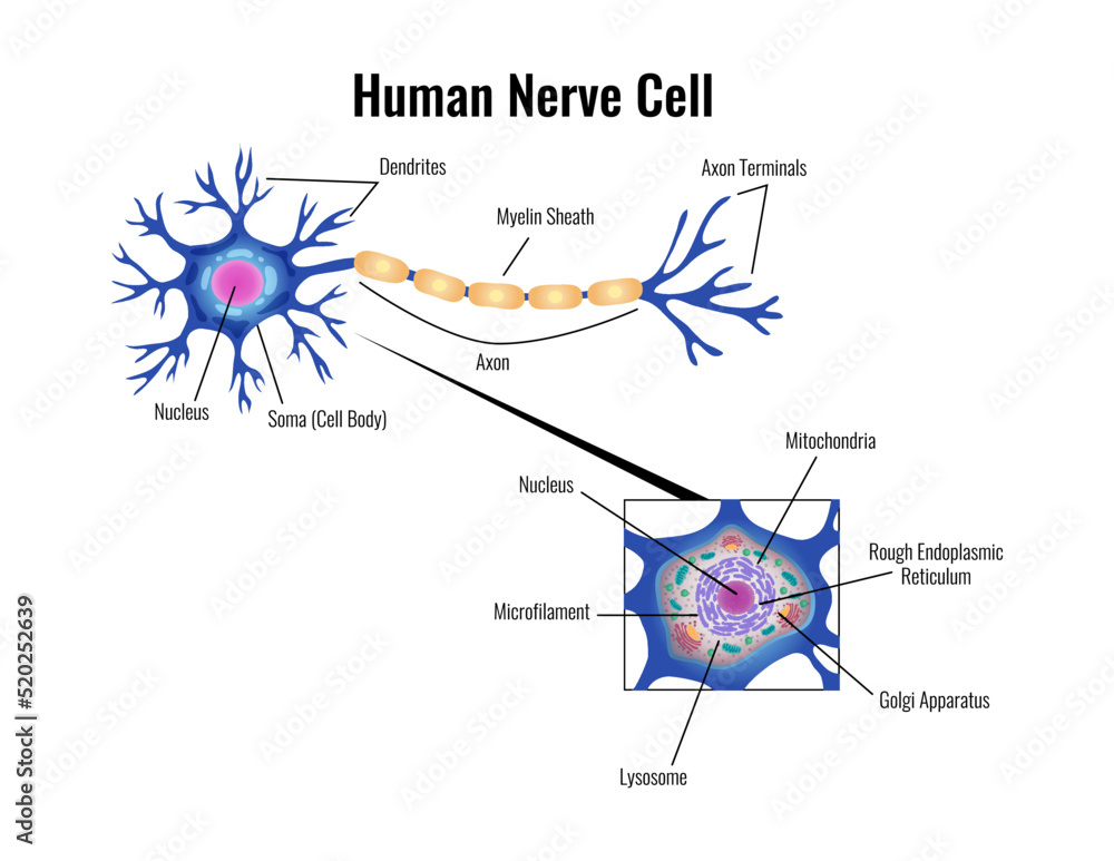 Human Nerve Cell