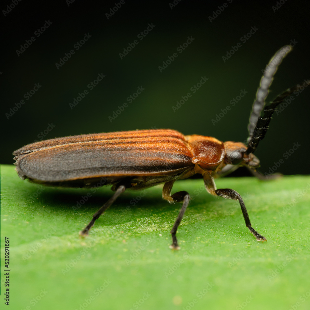Genus Plateros a member of Net-winged Beetles Family Lycidae Stock ...