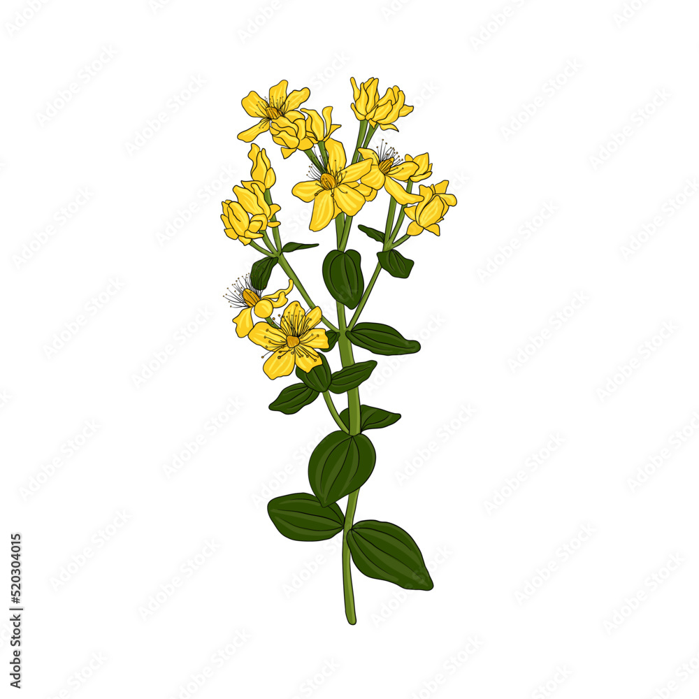 flower of St. John's wort, Hypericum perforatum, vector drawing wild ...