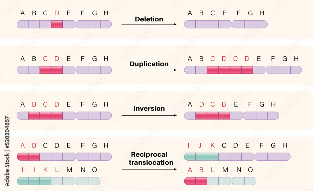 Alteration of chromosome structure. Deletion, Duplication, Inversion ...