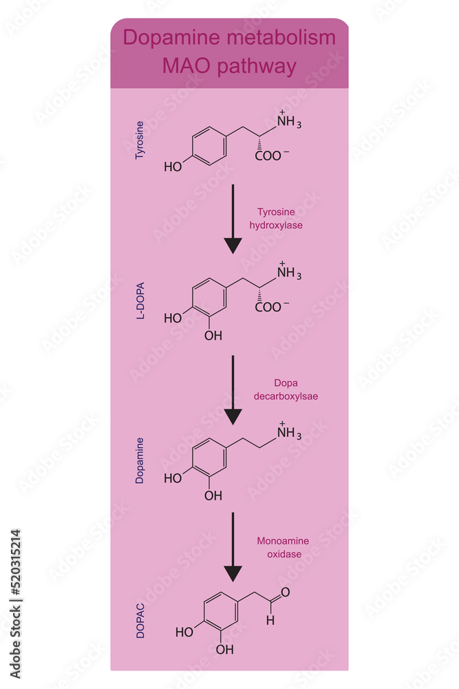 Dopamine metabolism MAO (monoamine oxidase) pathway - biotransformation of Tyrosine to L-DOPA ...