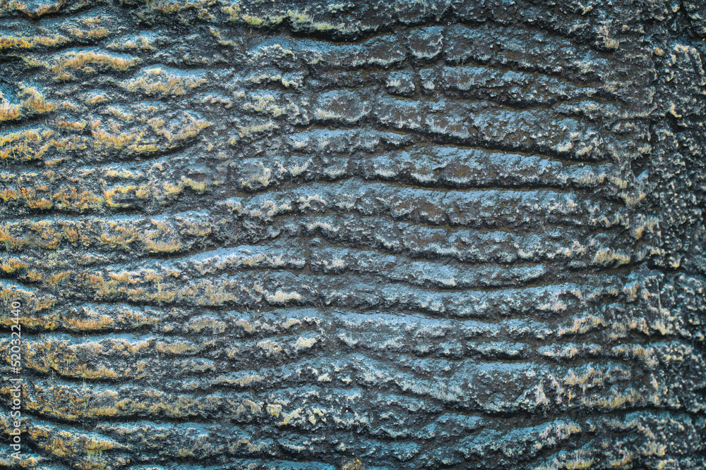 Dinosaur animal skin texture for background. Stock Photo | Adobe Stock