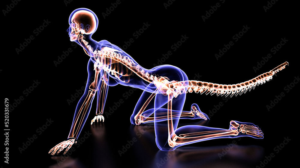 3D scanning of a mutant woman body skeletal, skeletal and muscular ...