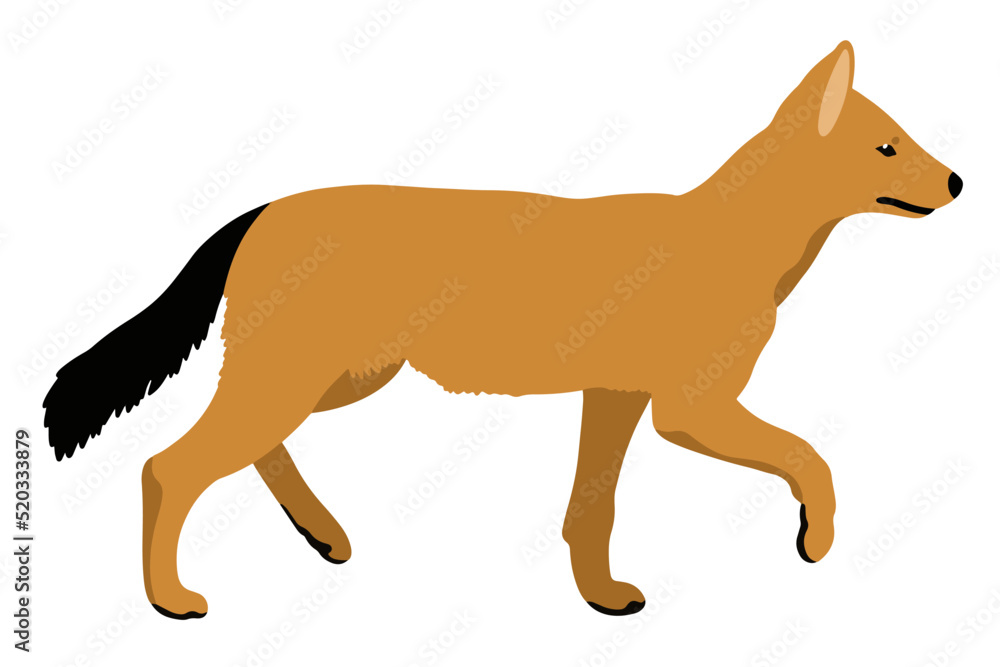 vector illustration of a dhole/Asian wild dog on white background Stock ...