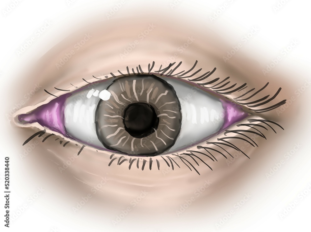anatomy of normal eye and eye lid. Stock Illustration | Adobe Stock