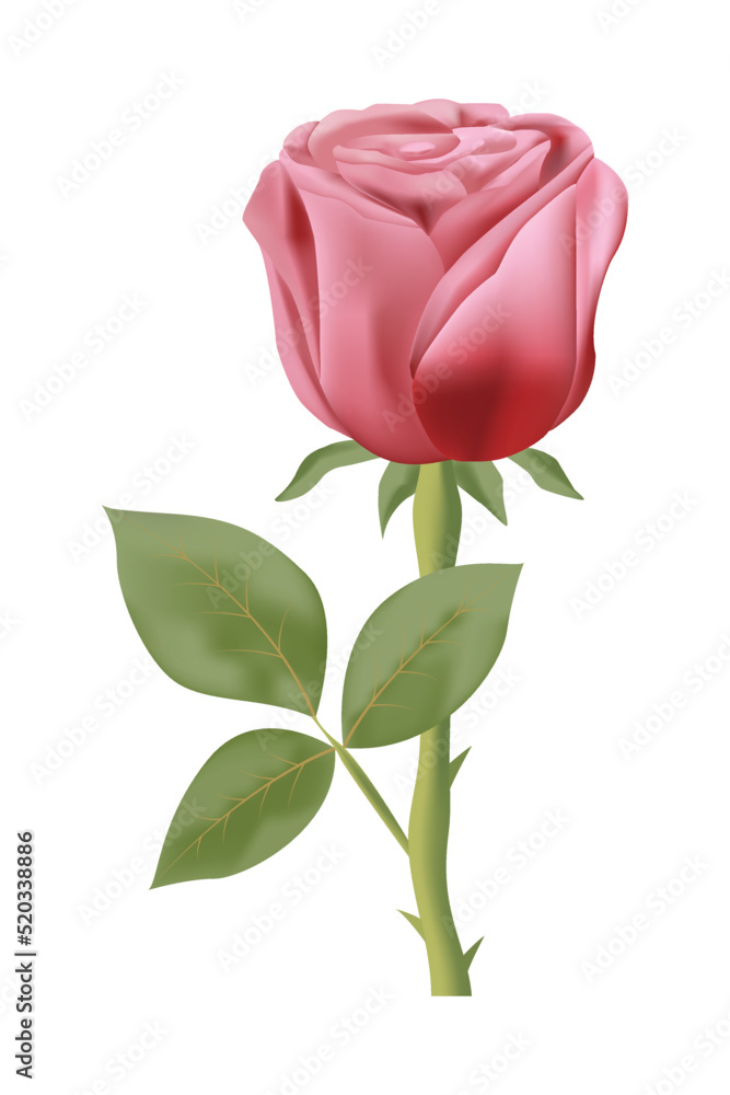 Single Pink Rose Clip Art