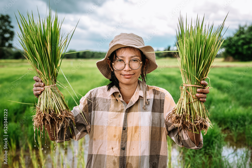 Thai farmers are planting rice in the rice paddy field, farmer planting ...