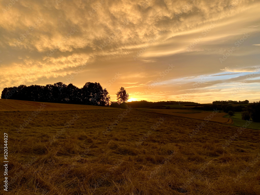 Wide stubble field, twilight, dark group of trees with setting sun in ...