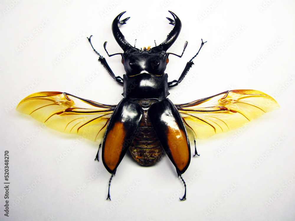Beetle on white. Giant stag beelte with spread wings Hexarthrius parryi ...