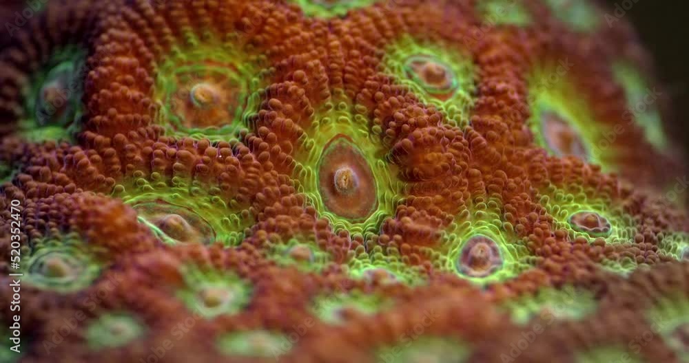 Red - Green War Coral. Favites pentagona coral. Fragging War Corals ...