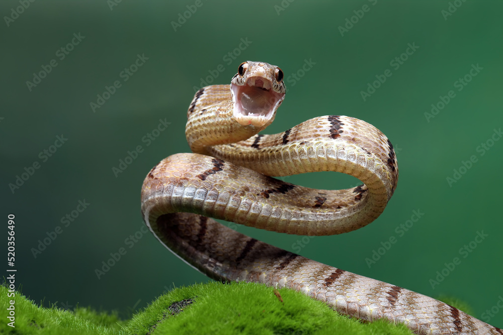 Dog-toothed Cat Snake (Boiga cynodon) is a snake endemic to South East ...