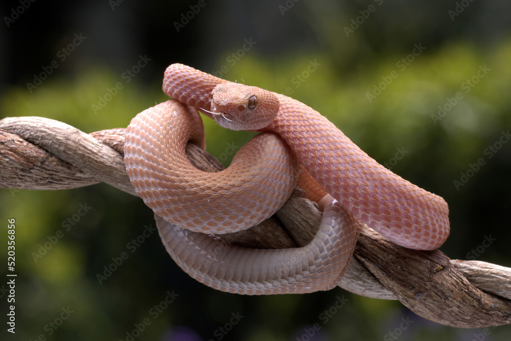 Mangrove Pit Viper (Trimeresurus purpureomaculatus) is a venomous pit ...