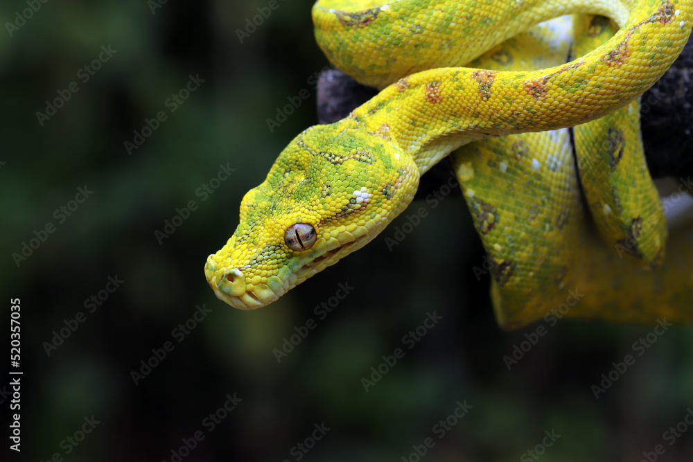 Green tree python (Morelia viridis) isolated in bokeh background. Stock ...