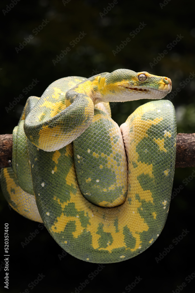 Beautiful Green Tree Python (Morelia viridis) on tree branch. This ...