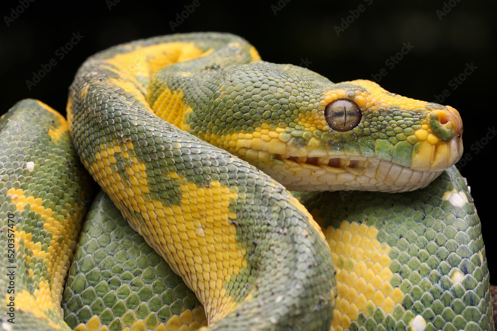 Beautiful Green Tree Python (Morelia viridis) on tree branch. This ...