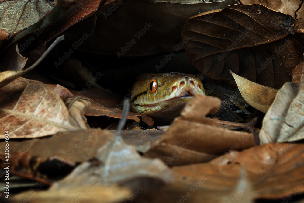 Reticulated Python (Malayopython reticulatus) is a python species ...
