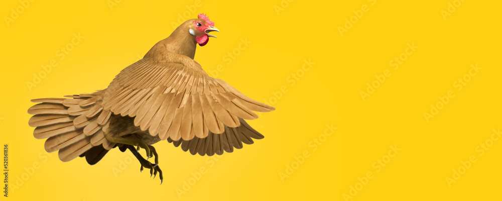 3d illustration of Buff Domestic Chicken Hen on color background HD ...
