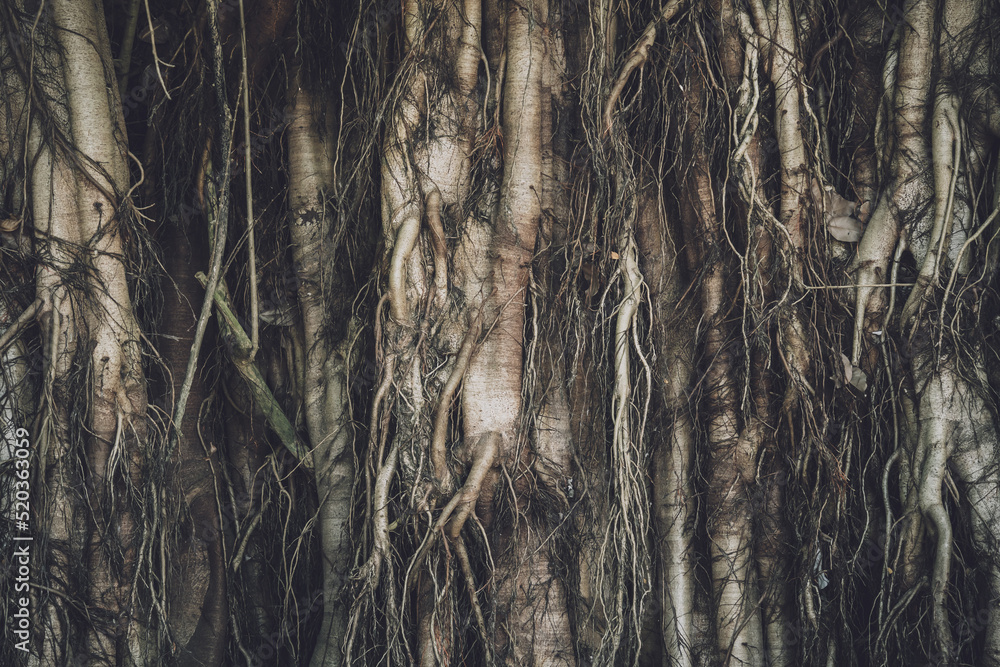 Roots of banyan tree in Thailand's forests Stock Photo | Adobe Stock