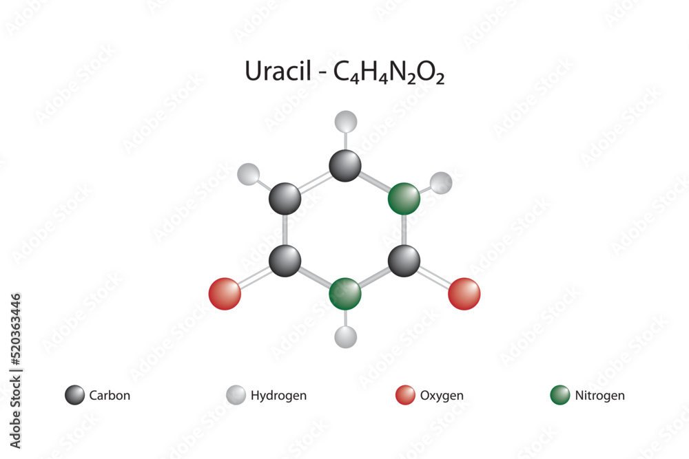 Molecular formula and chemical structure of uracil Stock Vector | Adobe ...