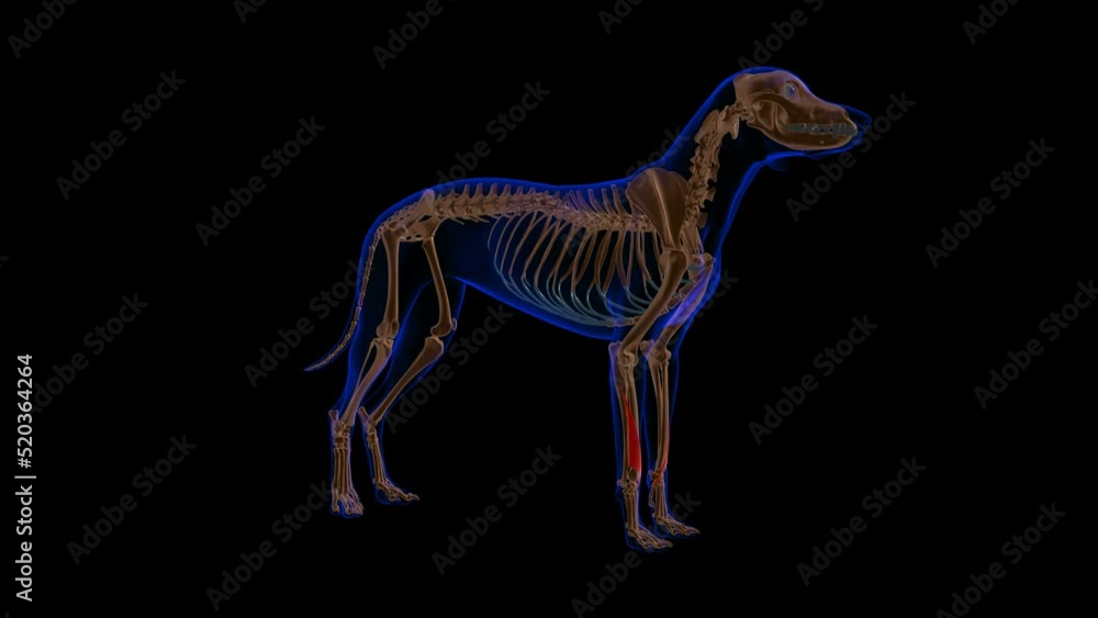 Abductor Digiti Longus muscle Dog muscle Anatomy For Medical Concept 3D ...