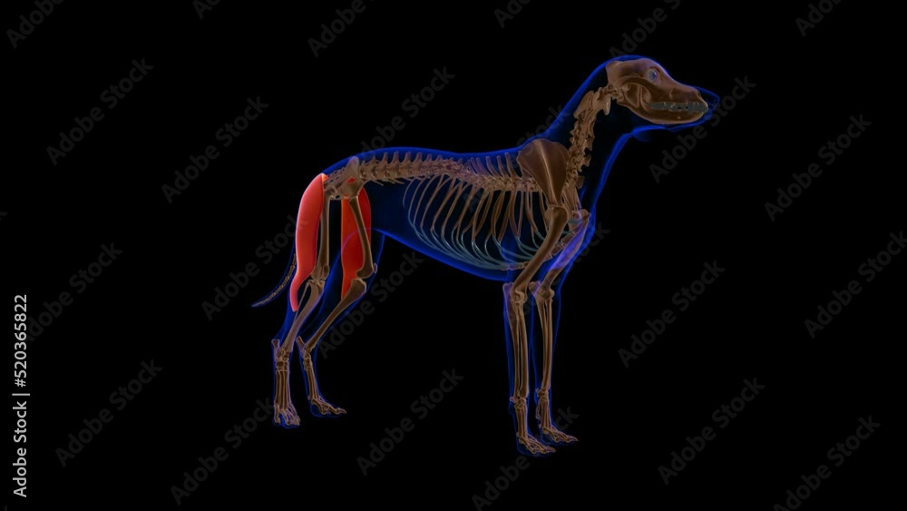 Biceps Femoris muscle Dog muscle Anatomy For Medical Concept 3D ...