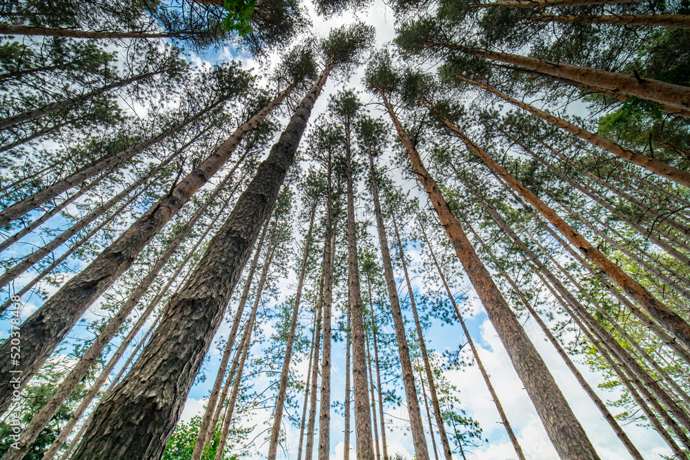 Bottom view of tall old trees in evergreen wild forest in Ontario, of Canada. Wide angle ...