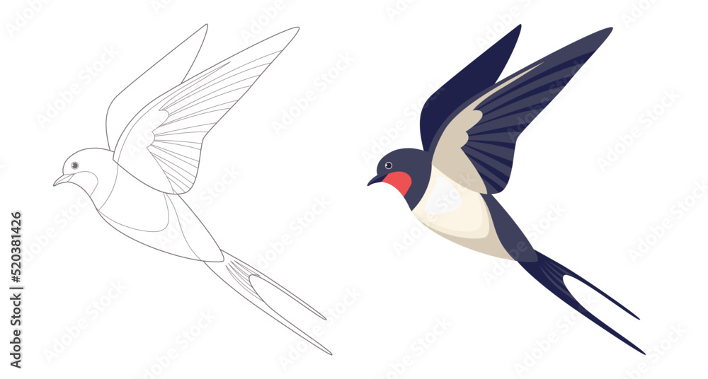 Swallow Coloring Page