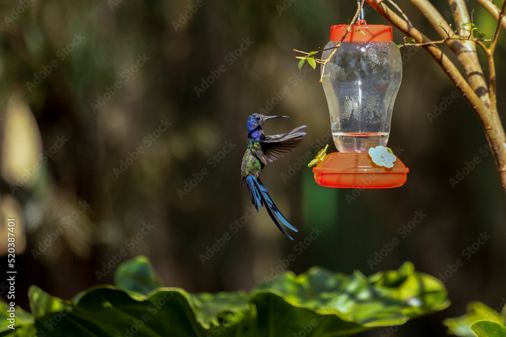 The swallow-tailed hummingbird feeding into the water fountain. A ...