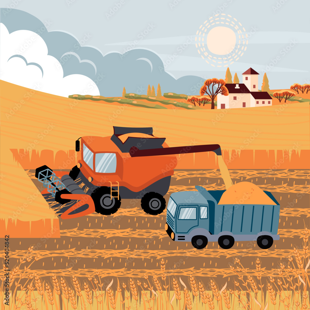 Landscape with a combine harvesting wheat and unloading grain into a ...