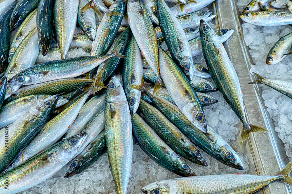 Atlantic horse mackerel (Trachurus trachurus), also known as common ...