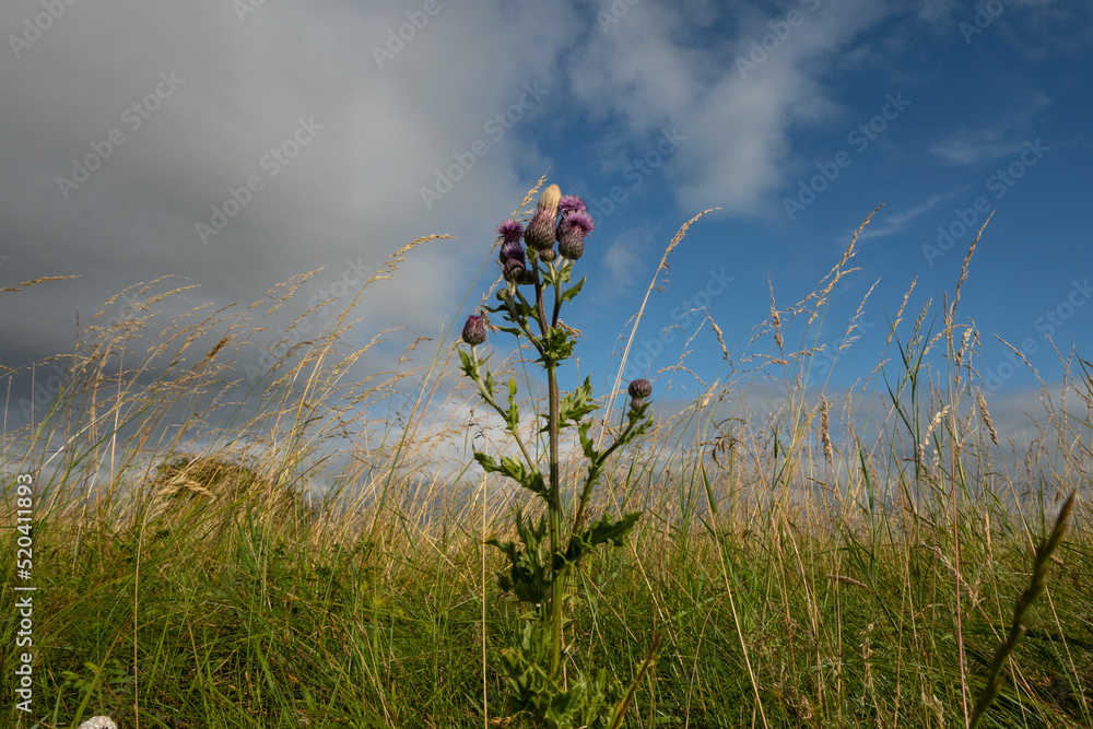 A scottish thistle which is an emblem of Scotland stands proud in a ...