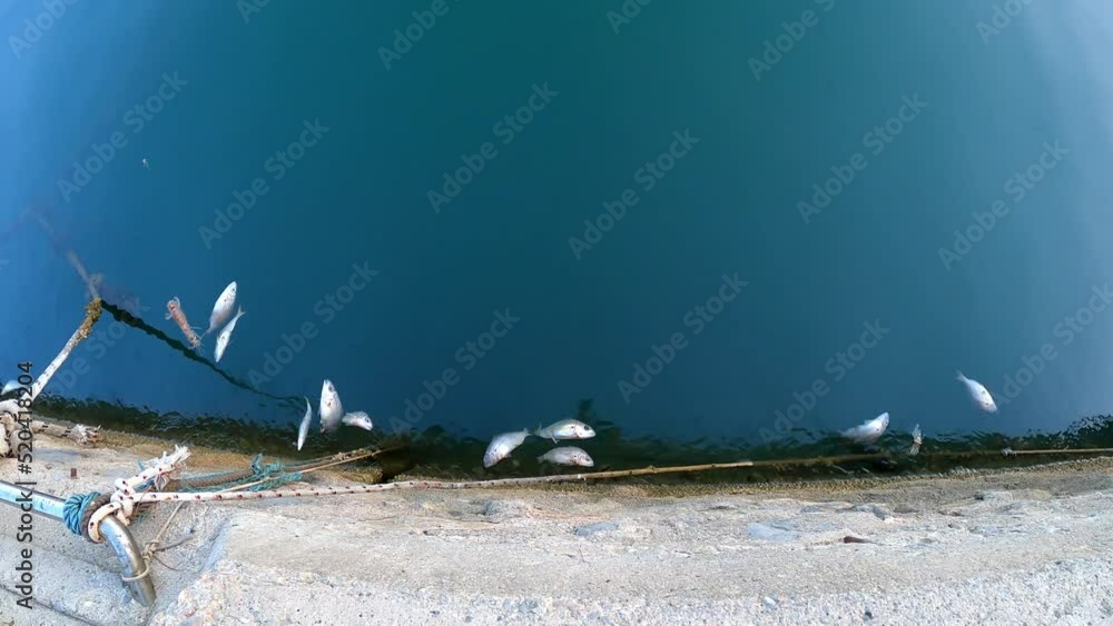 Environmental disaster.Dead fish perch in the foam. Poisoning of water ...