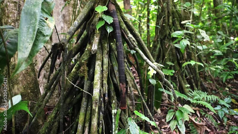 Costa Rica Tropical Rainforest Close Up Jungle Detail of Tree Roots ...
