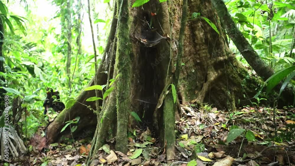 Tropical Rainforest Costa Rica Jungle Detail, Close Up of Trees and ...