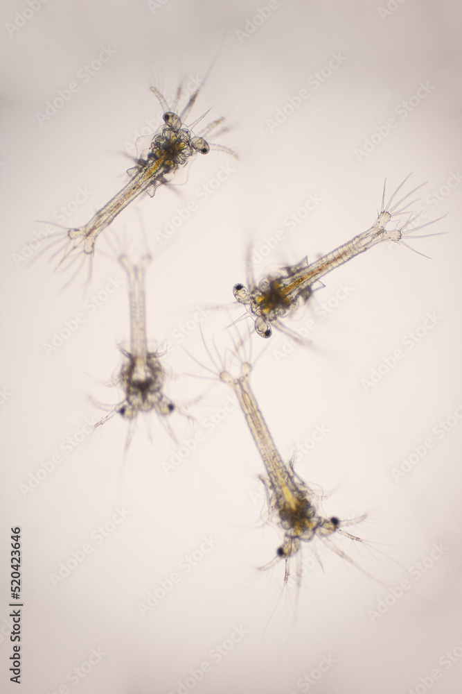 Closeup zoea stage of Vannamei shrimp in light microscope, Shrimp ...