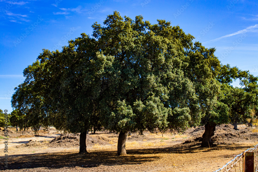 Bellotas, cerdos, encina, chaparro, dehesa, árbol, bellota, fábrica ...