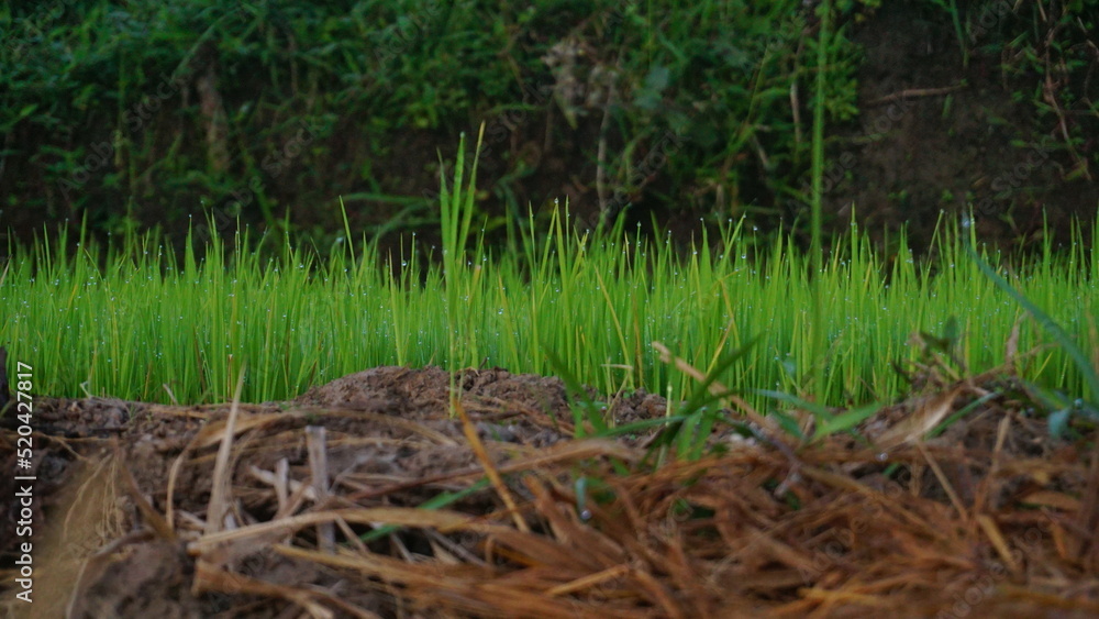 Close up seedlings of rice in rice fields with wet drops on the fresh ...