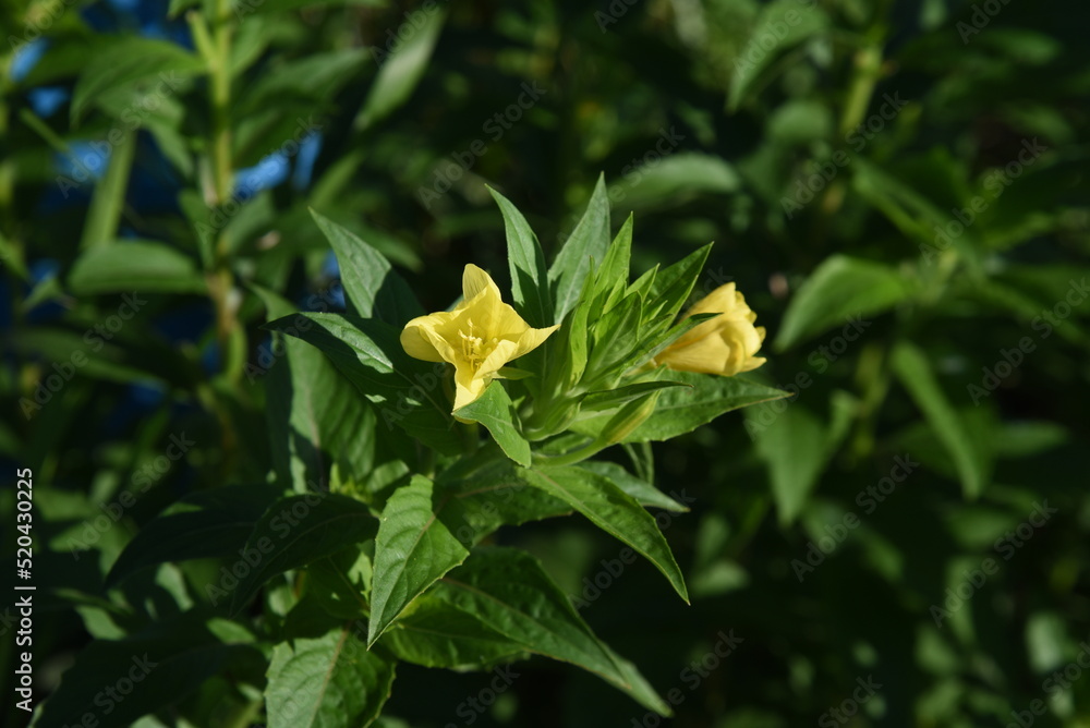 Oenothera biennis ( Common evening primrose ) flowers. Onagraceae ...