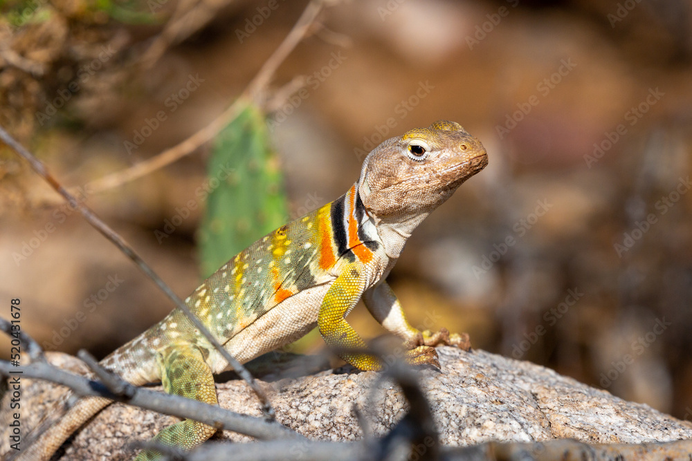 Eastern collared lizard, Crotaphytus collaris, basking in the sun on a ...