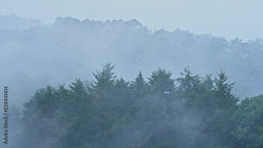Heavy Rain in Pine Trees Forest Landscape with Misty Foggy Blue Scenery, Raining in Rainy Season ...