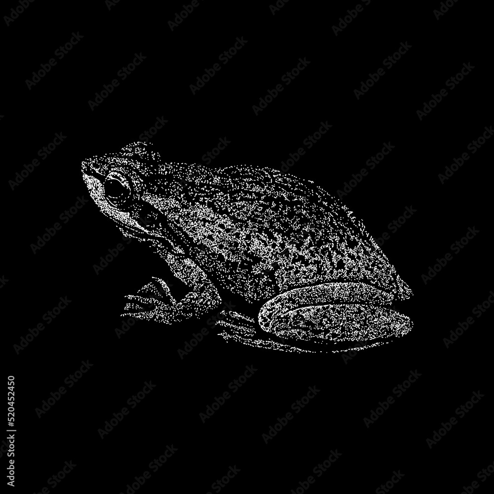Poster African Tree Toad hand drawing vector illustration isolated on ...