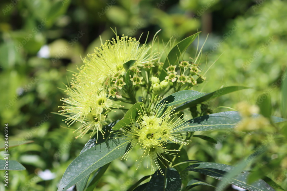 Cambodia. Xanthostemon chrysanthus, the golden penda or first love, is ...